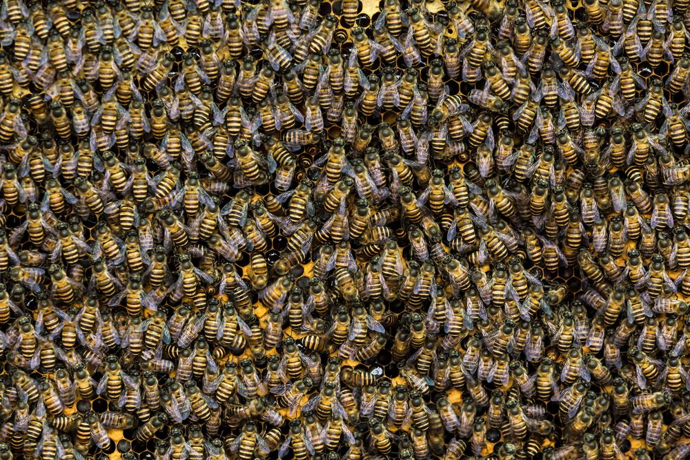 Thousands of Bees Attach to Plane, Delay Flight – FlyerTalk - The world ...