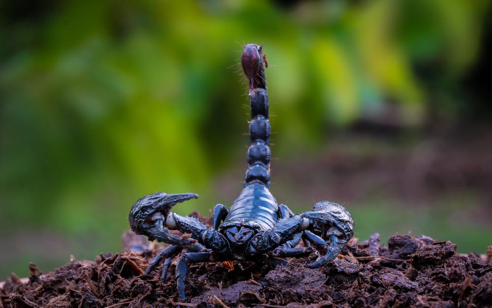 Passenger Suffers Scorpion Sting on YYC-Bound United Flight – FlyerTalk ...
