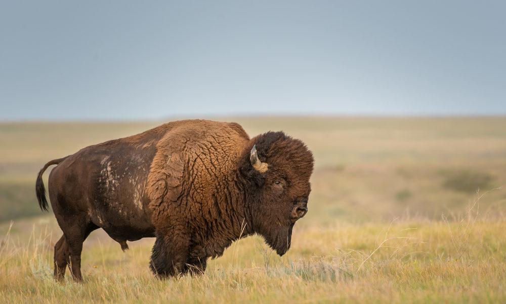 DEN Wants to Bring in a Lot of Bison – FlyerTalk - The world's most ...
